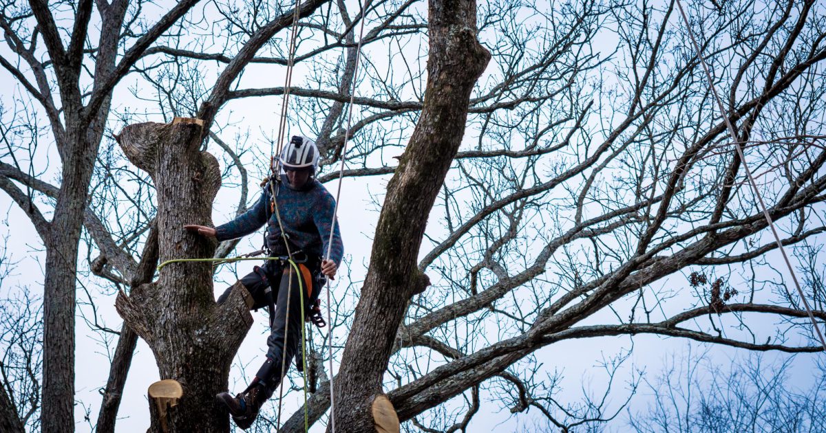 Tree Lopping Unsworth Heights | Trusted & Affordable Tree Lopping